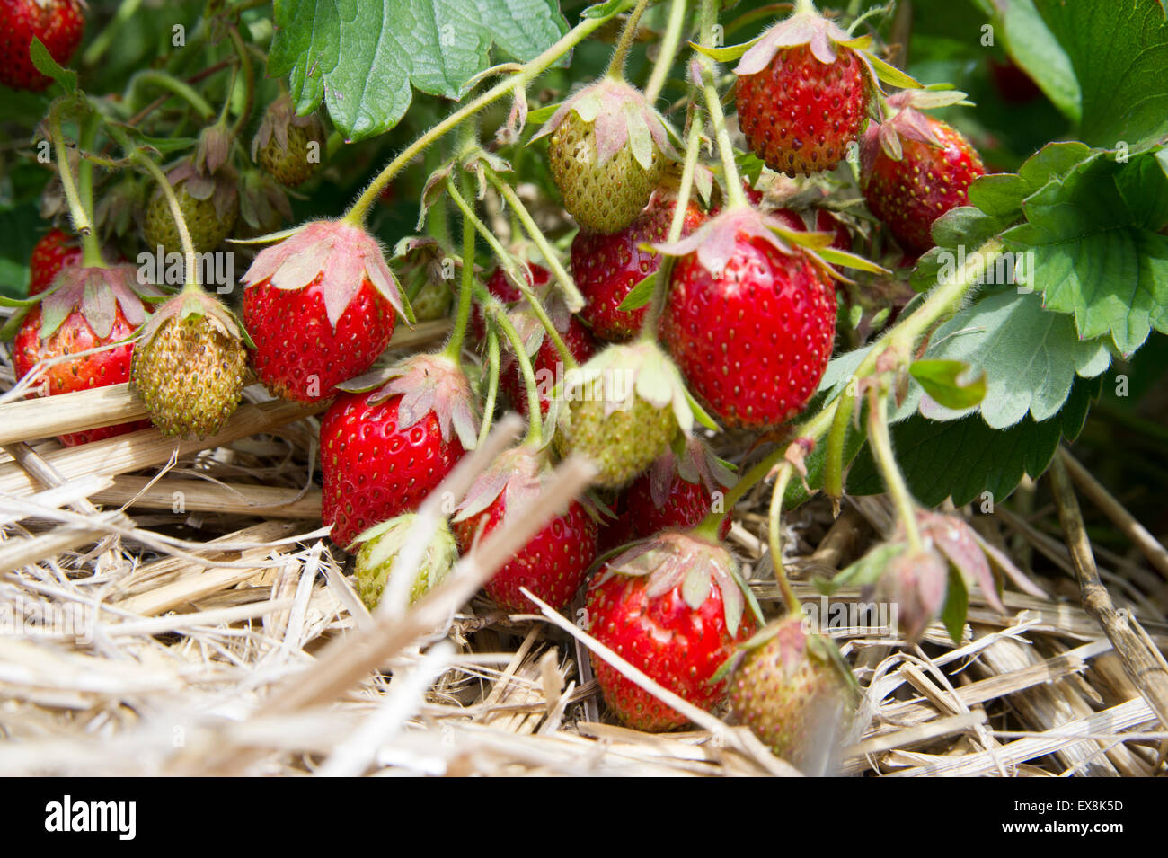 Ripening strawberry fruits hi-res stock photography and images - Alamy