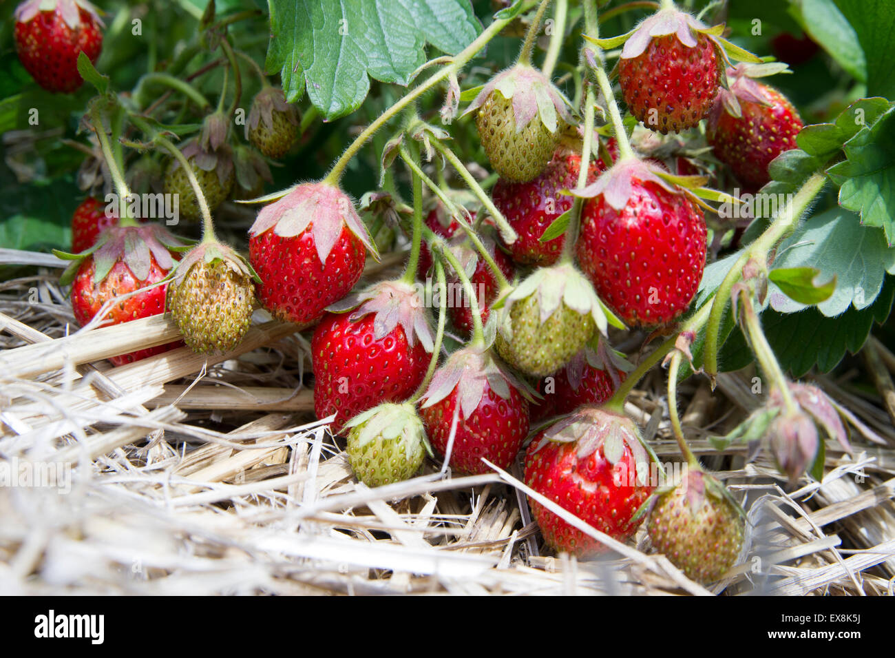 Ripening strawberry fruits hi-res stock photography and images - Alamy