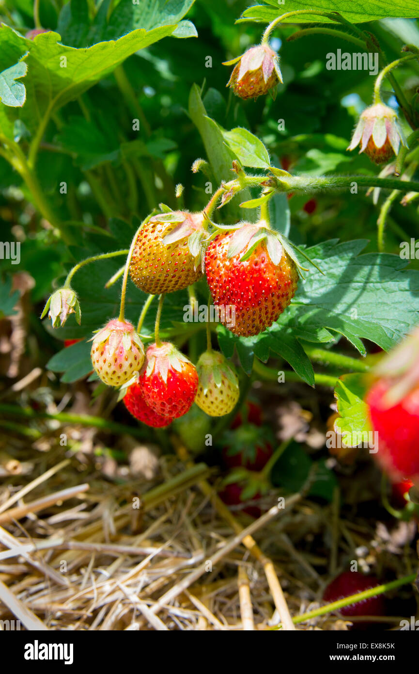 Unripe ripe strawberry hi-res stock photography and images - Alamy