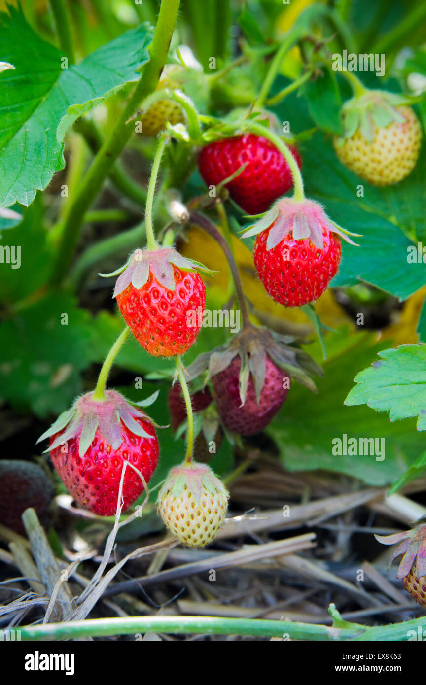 Ripe and unripe strawberry plant hi-res stock photography and images ...