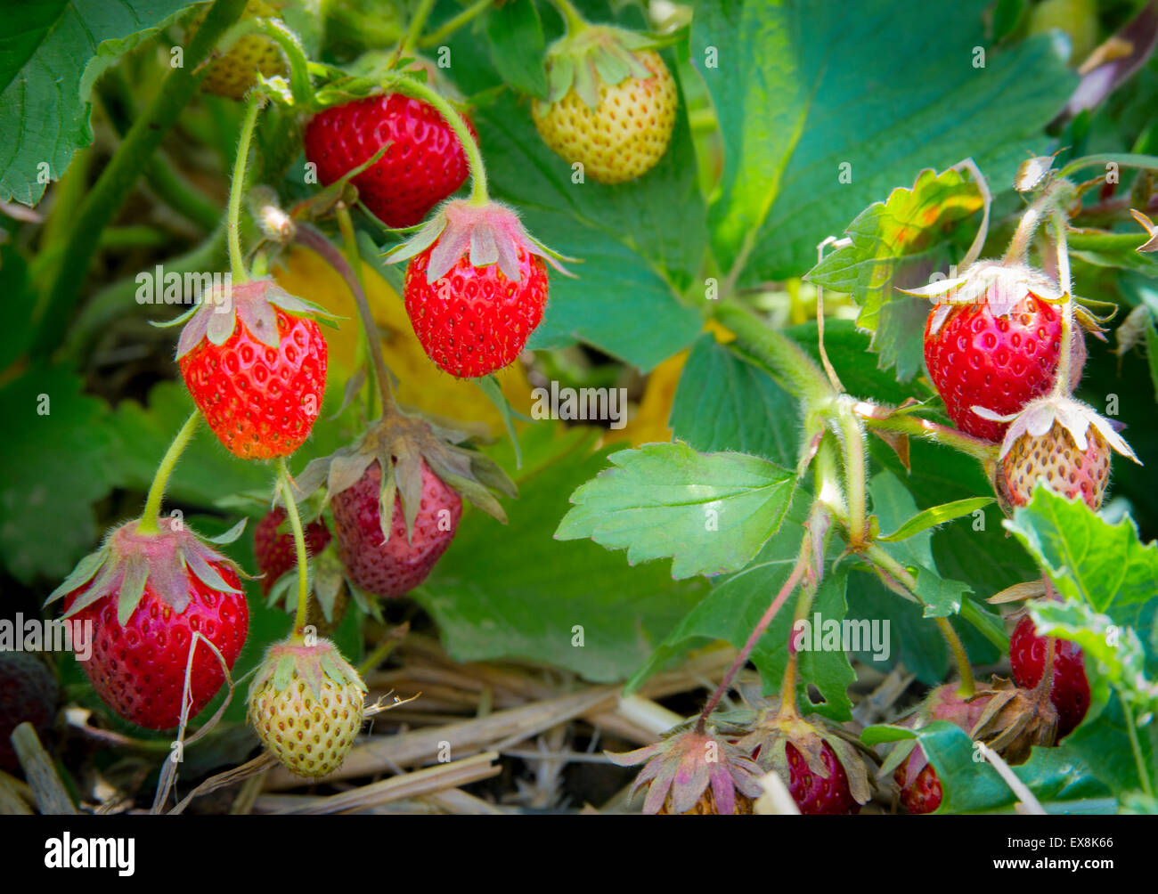 Bunch of Ripe Strawberries hanging on branch Stock Photo - Alamy