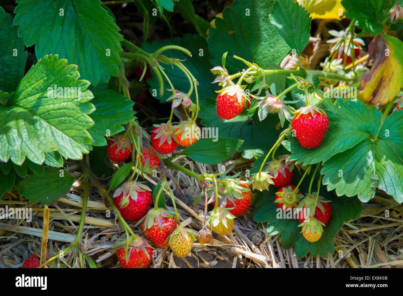 Bunch of Ripe Strawberries hanging on branch Stock Photo - Alamy