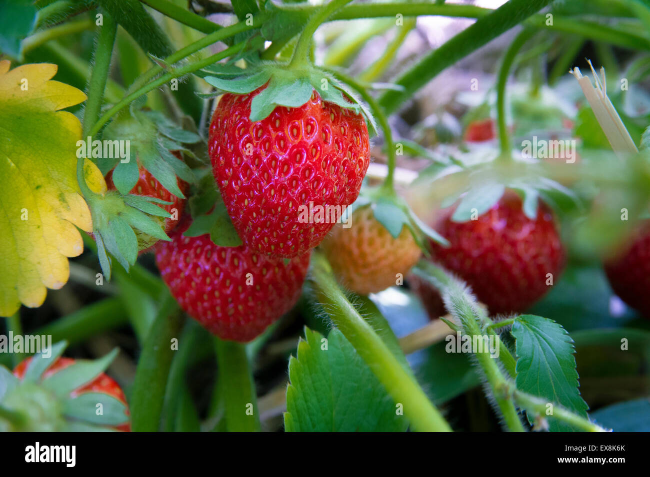 Ripe strawberries plant hi-res stock photography and images - Alamy