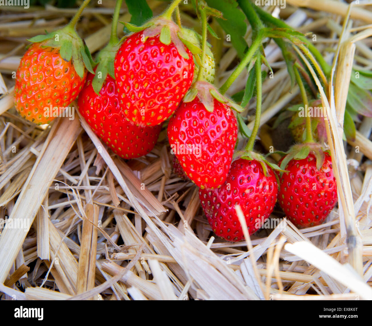 Bunch of Ripe Strawberries hanging on branch Stock Photo - Alamy