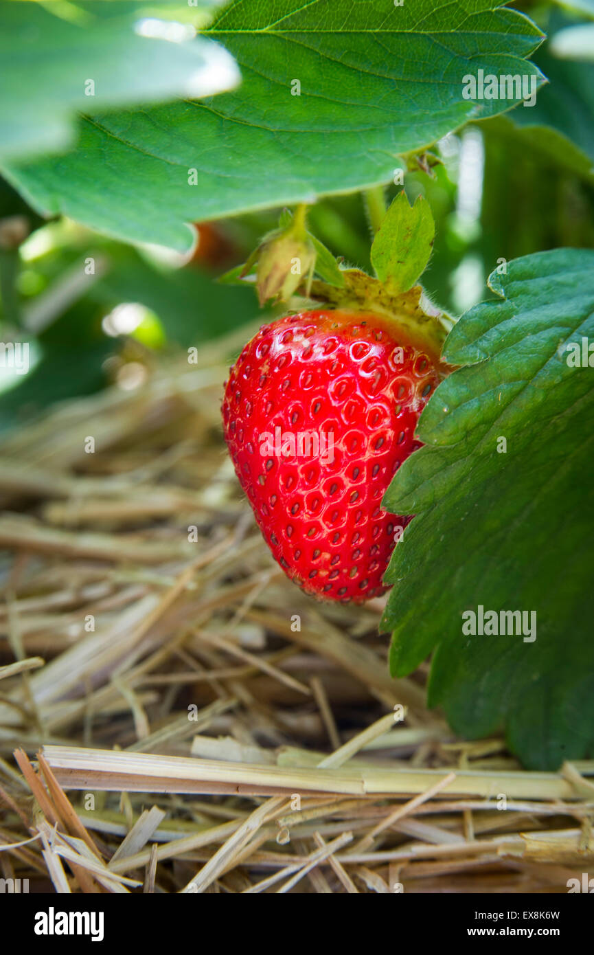 Hanging strawberry plants hi-res stock photography and images - Alamy