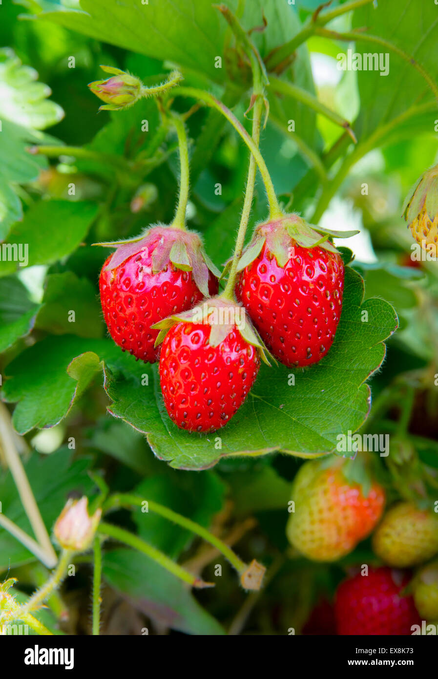 Ripe and unripe Strawberries hanging on branches Stock Photo - Alamy