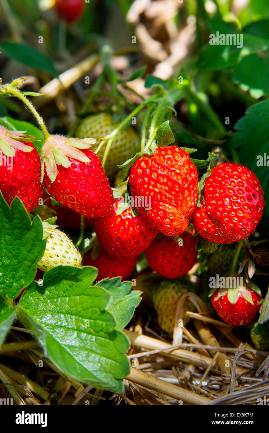 Ripe Strawberries in garden Stock Photo - Alamy