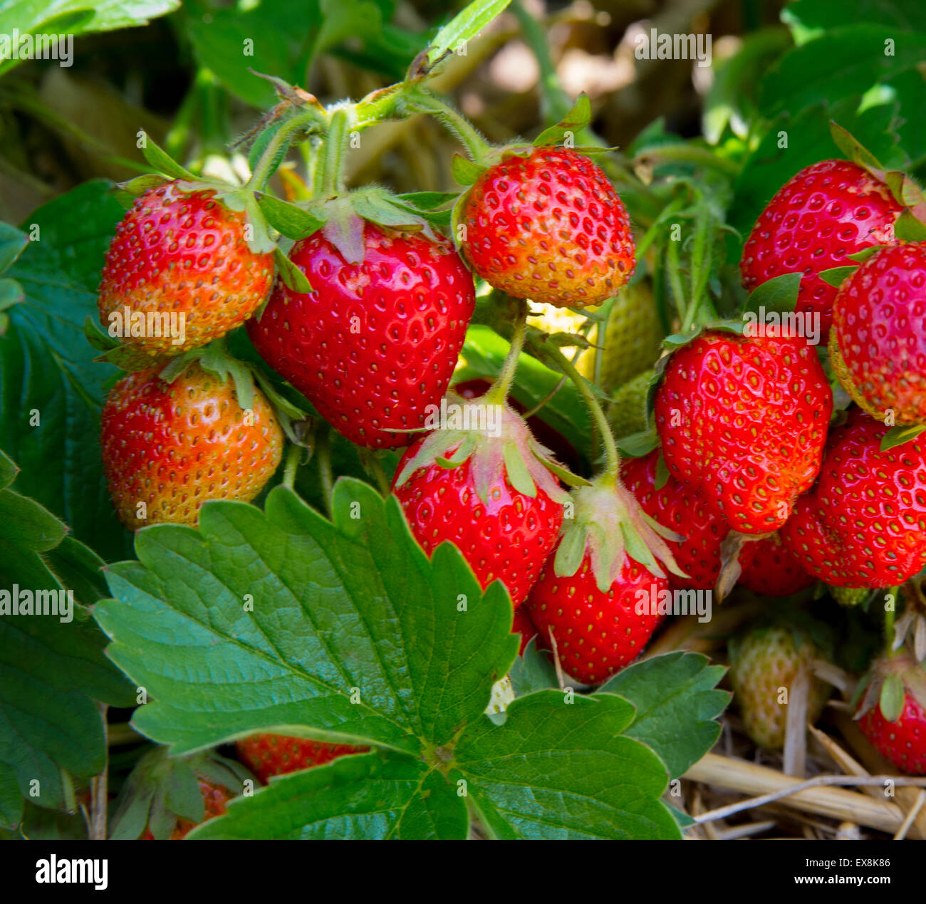 Harvest ready strawberry hi-res stock photography and images - Alamy