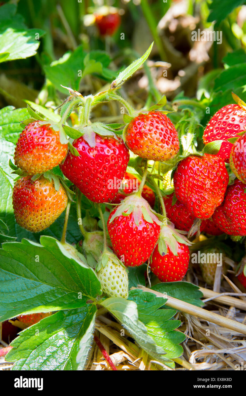 Ripe Strawberries ready to be harvest Stock Photo - Alamy