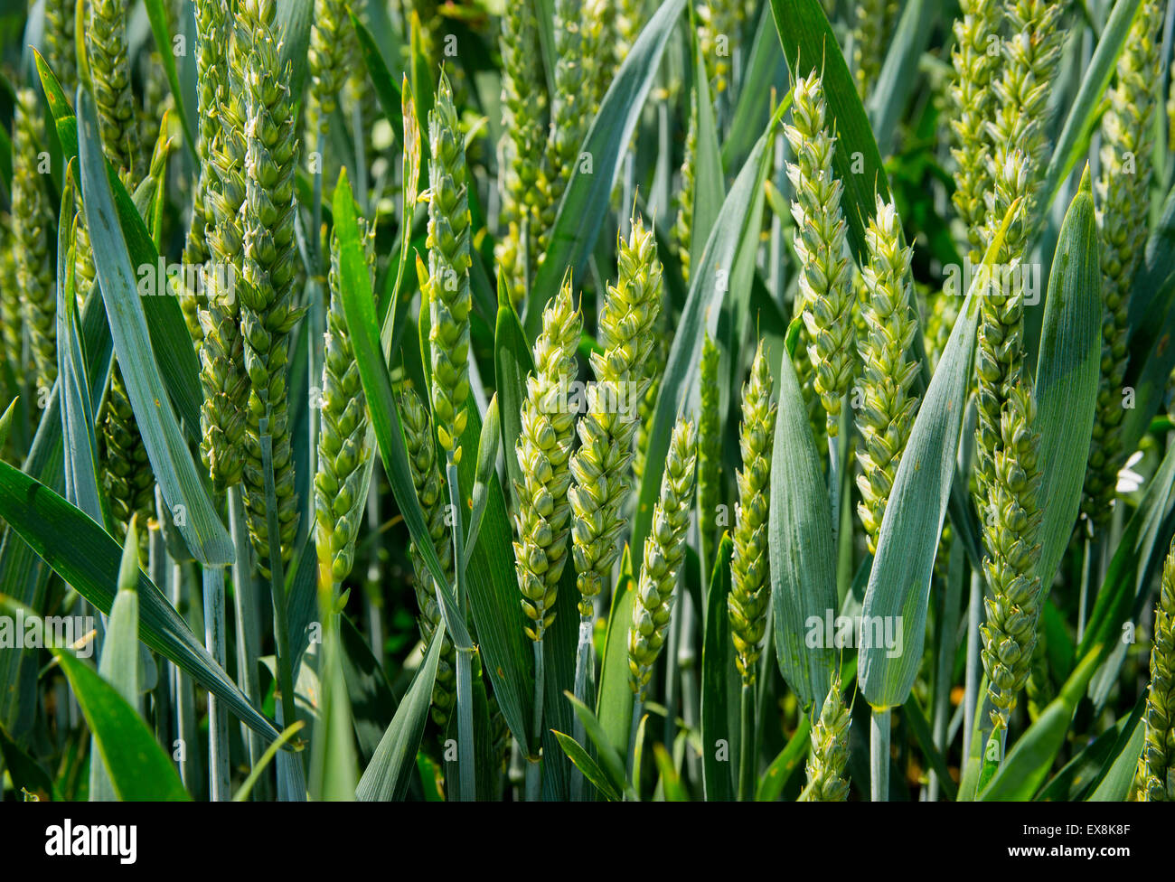 Farm wheat germany hi-res stock photography and images - Alamy