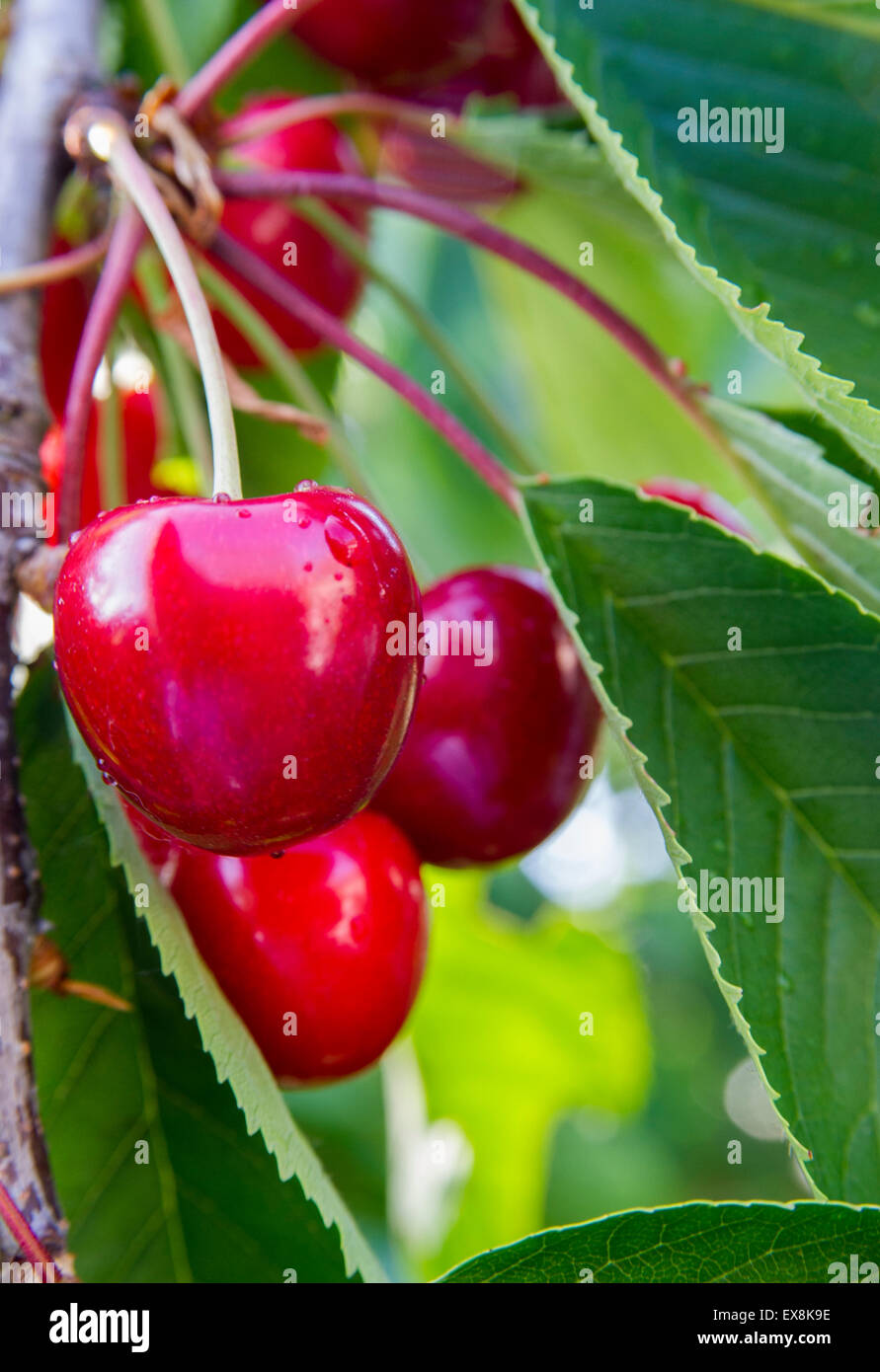 Ripe Cherries hanging on branches ready to be harvest Stock Photo - Alamy
