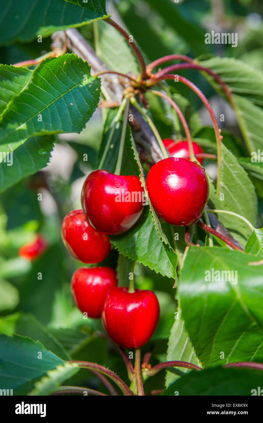 Ripe Cherries hanging on branches ready to be harvest Stock Photo - Alamy
