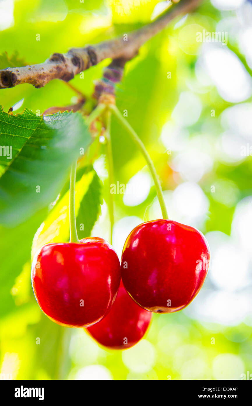 Ripe Cherries hanging on branches ready to be harvest Stock Photo - Alamy