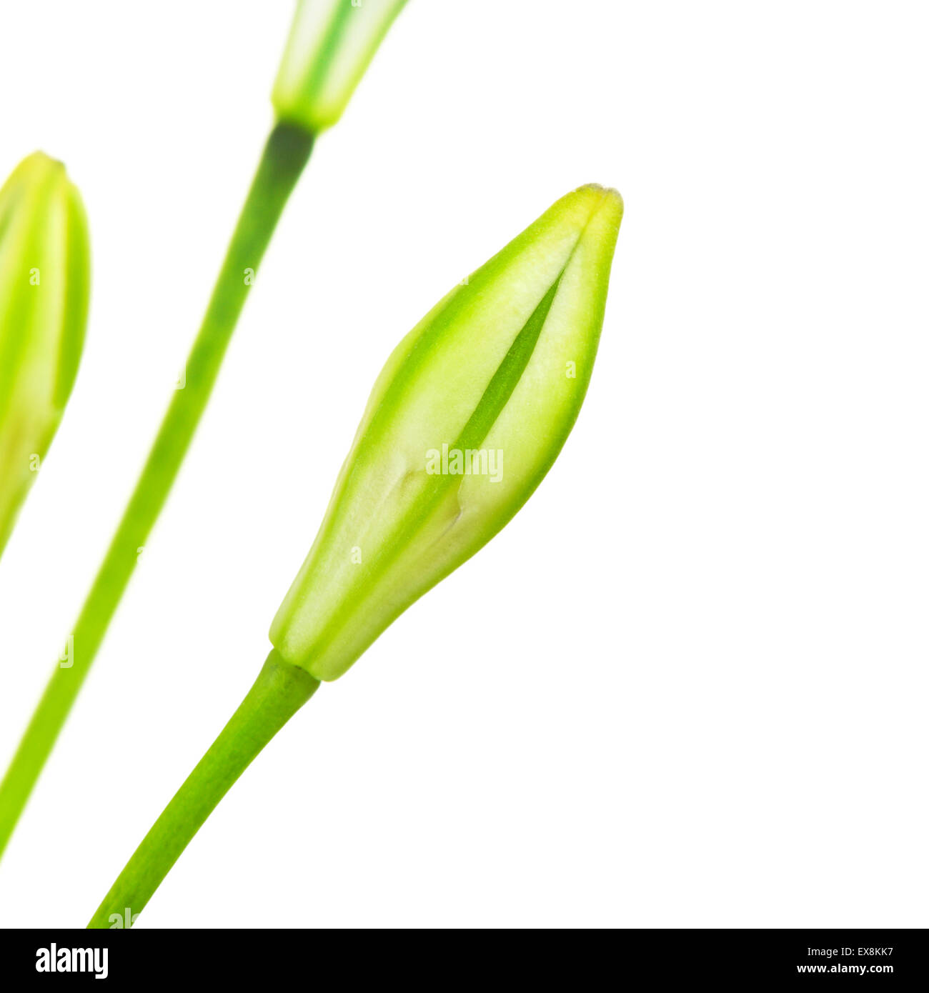 Flower bud cluster hi-res stock photography and images - Alamy