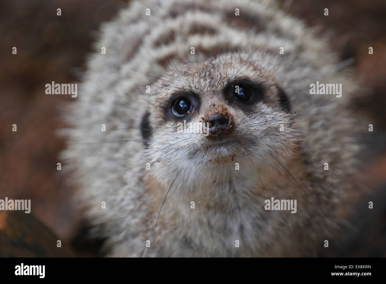 Rat meerkat hi-res stock photography and images - Alamy