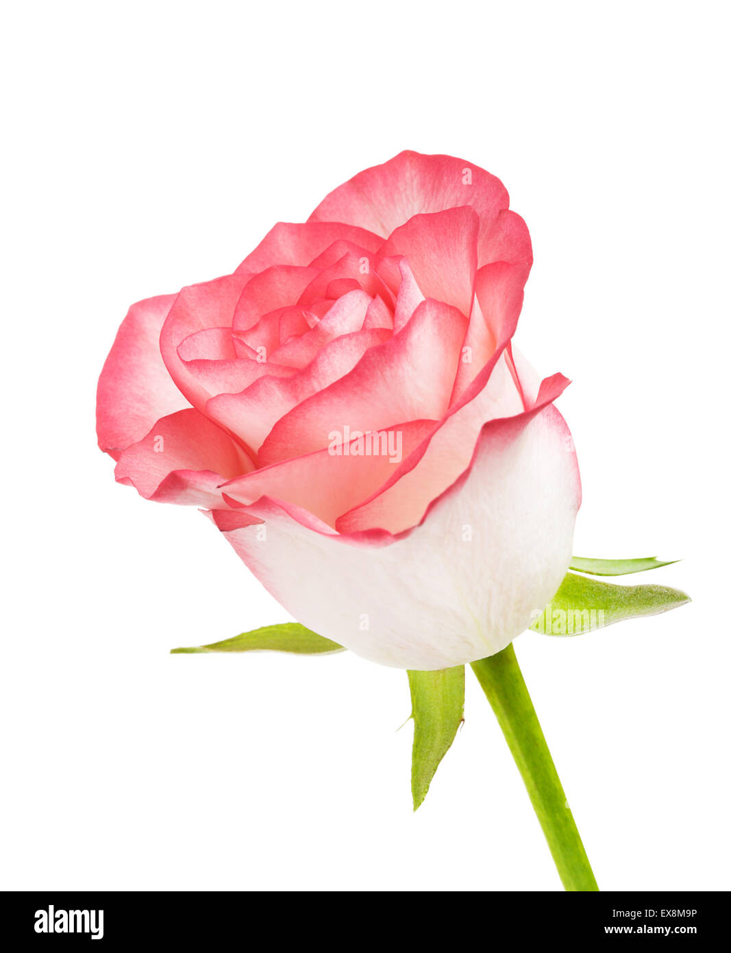 pink rose flower, isolated on white background Stock Photo - Alamy