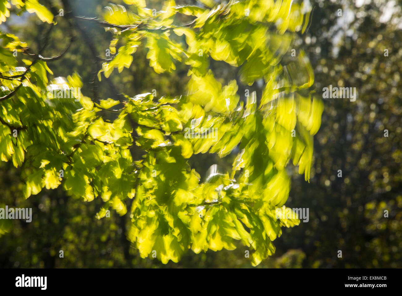 Oak tree branch swaying in hi-res stock photography and images - Alamy