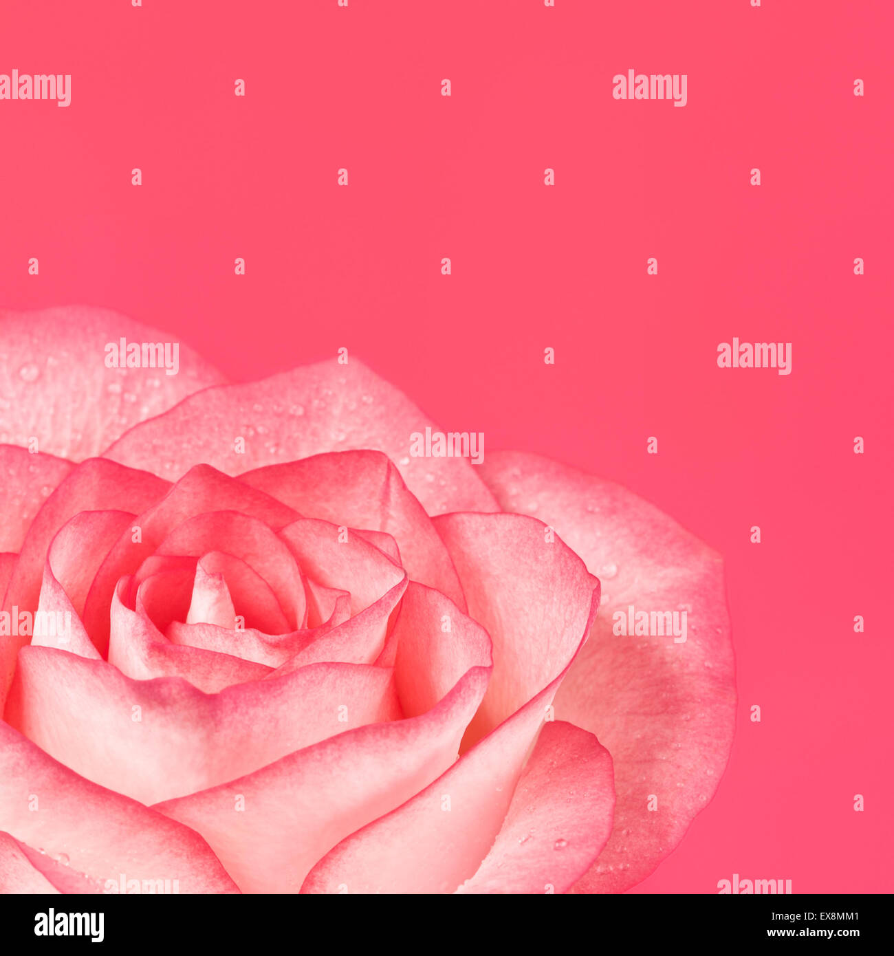 pink rose flower closeup, on pink background Stock Photo - Alamy
