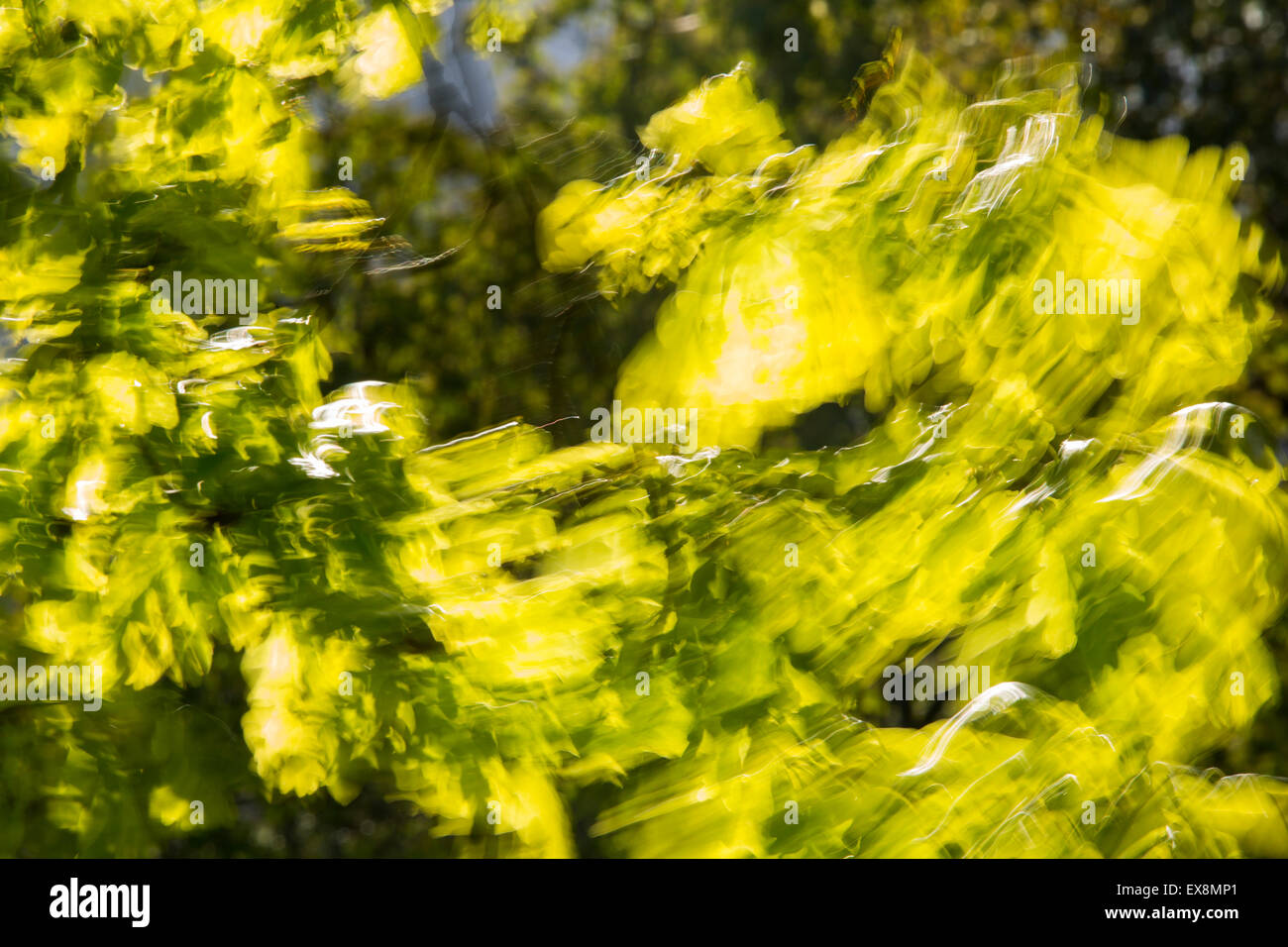An Oak tree swaying in the breeze Stock Photo - Alamy