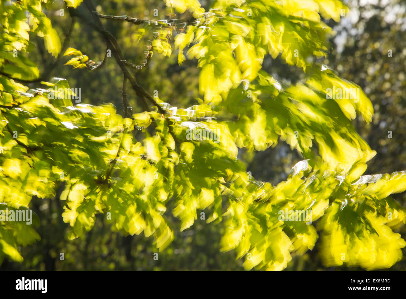 Breeze oak hi-res stock photography and images - Alamy