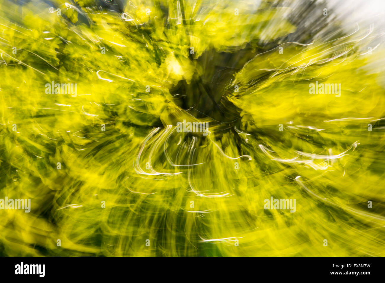An Oak tree swaying in the breeze Stock Photo - Alamy