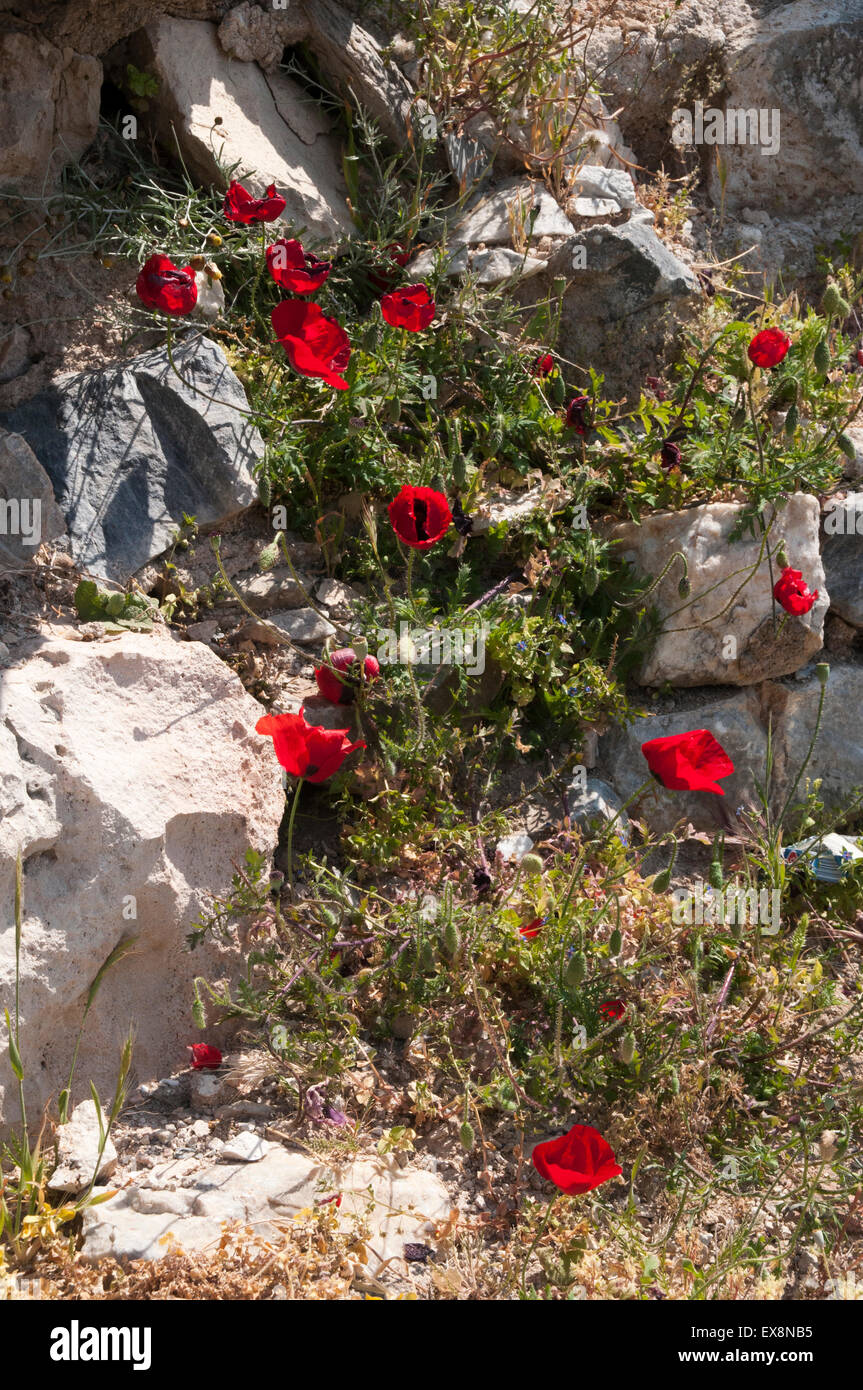 In spring common poppy is flowering in the ruins of Miletus, a Greek ...