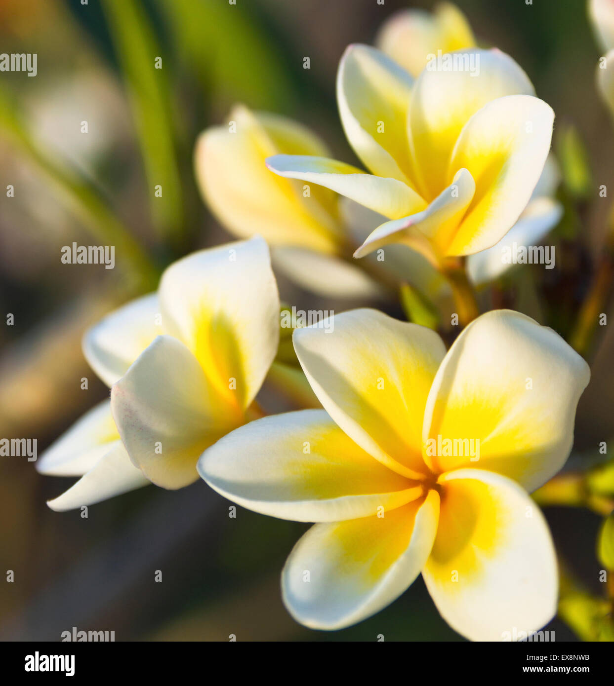 White yellow tropical flowers hi res stock photography and images Alamy