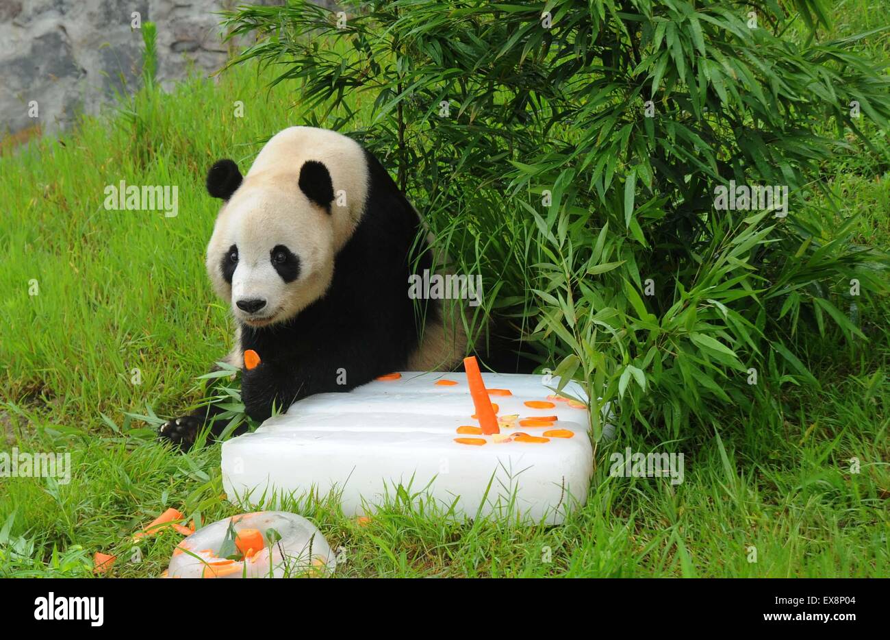 Dujiangyan, China's Sichuan Province. 9th July, 2015. Giant panda "Tai ...