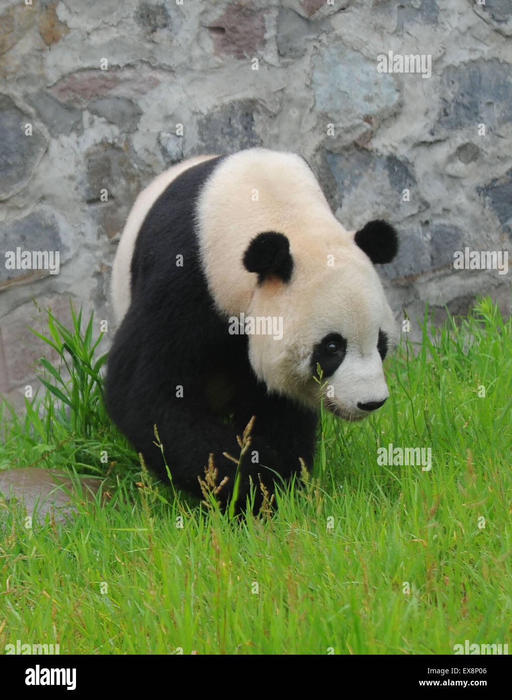 American born panda tai shan hi-res stock photography and images - Alamy