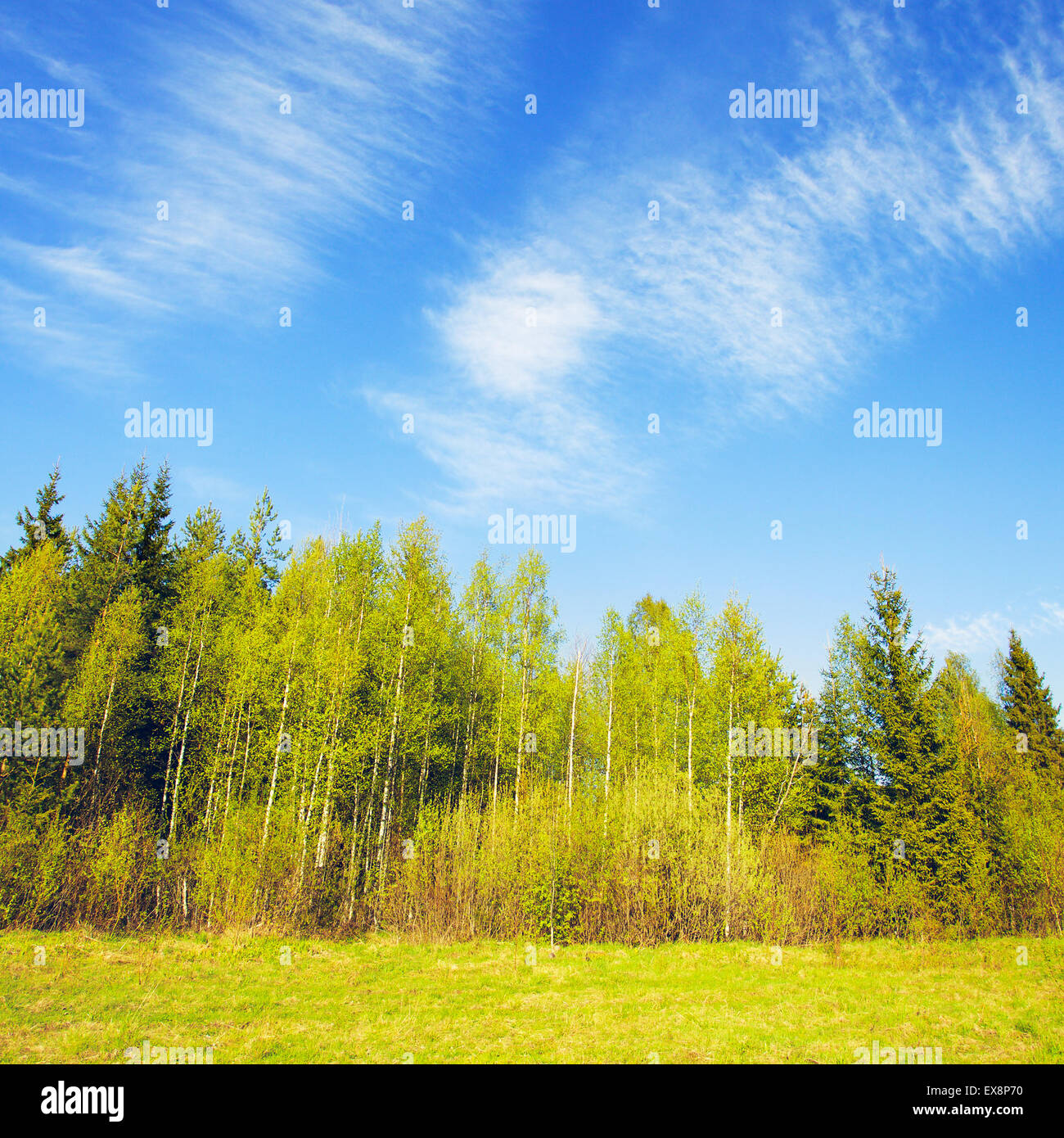 birch forest and blue sky background at summer Stock Photo - Alamy
