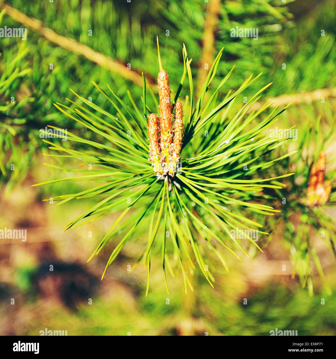 Pine tree in bloom hi-res stock photography and images - Alamy