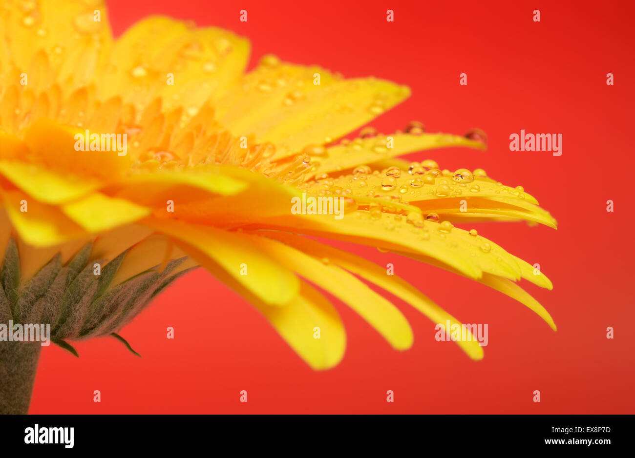 Beautiful red yellow flower hi-res stock photography and images - Alamy