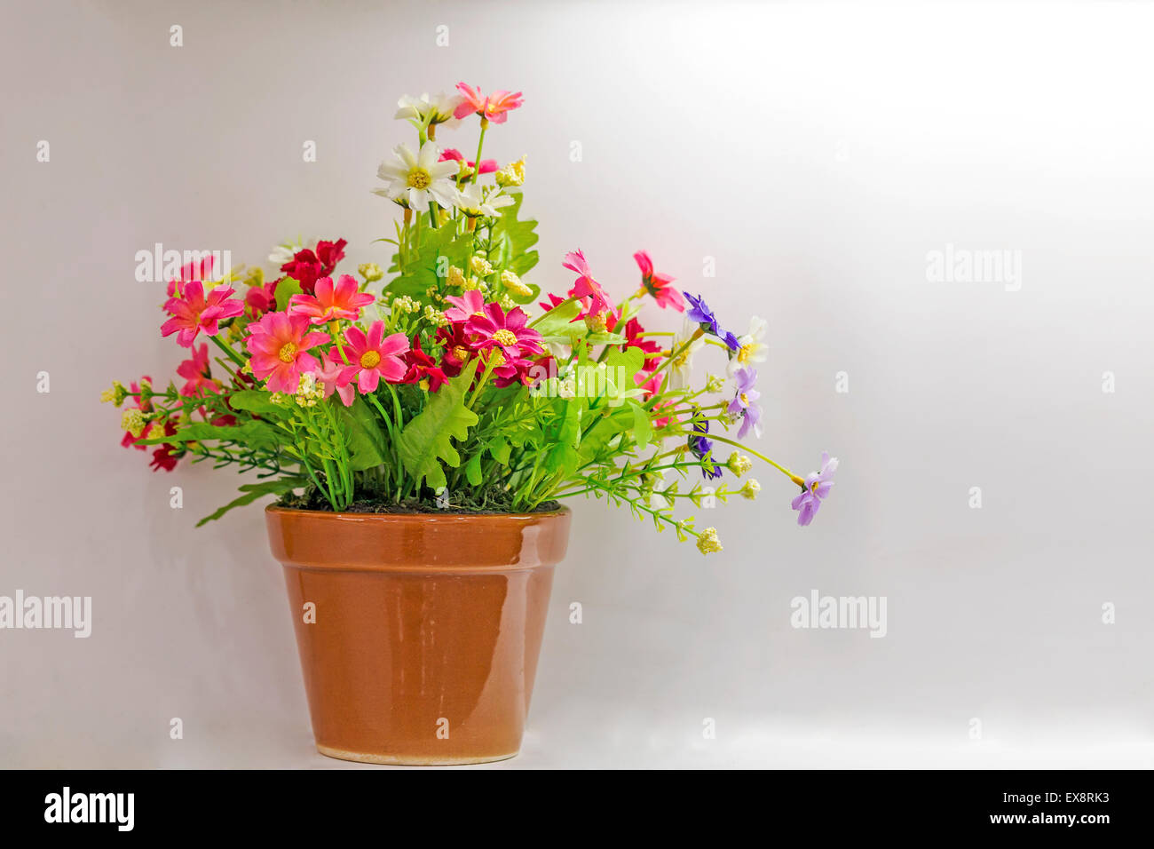 Flower in pot Stock Photo - Alamy