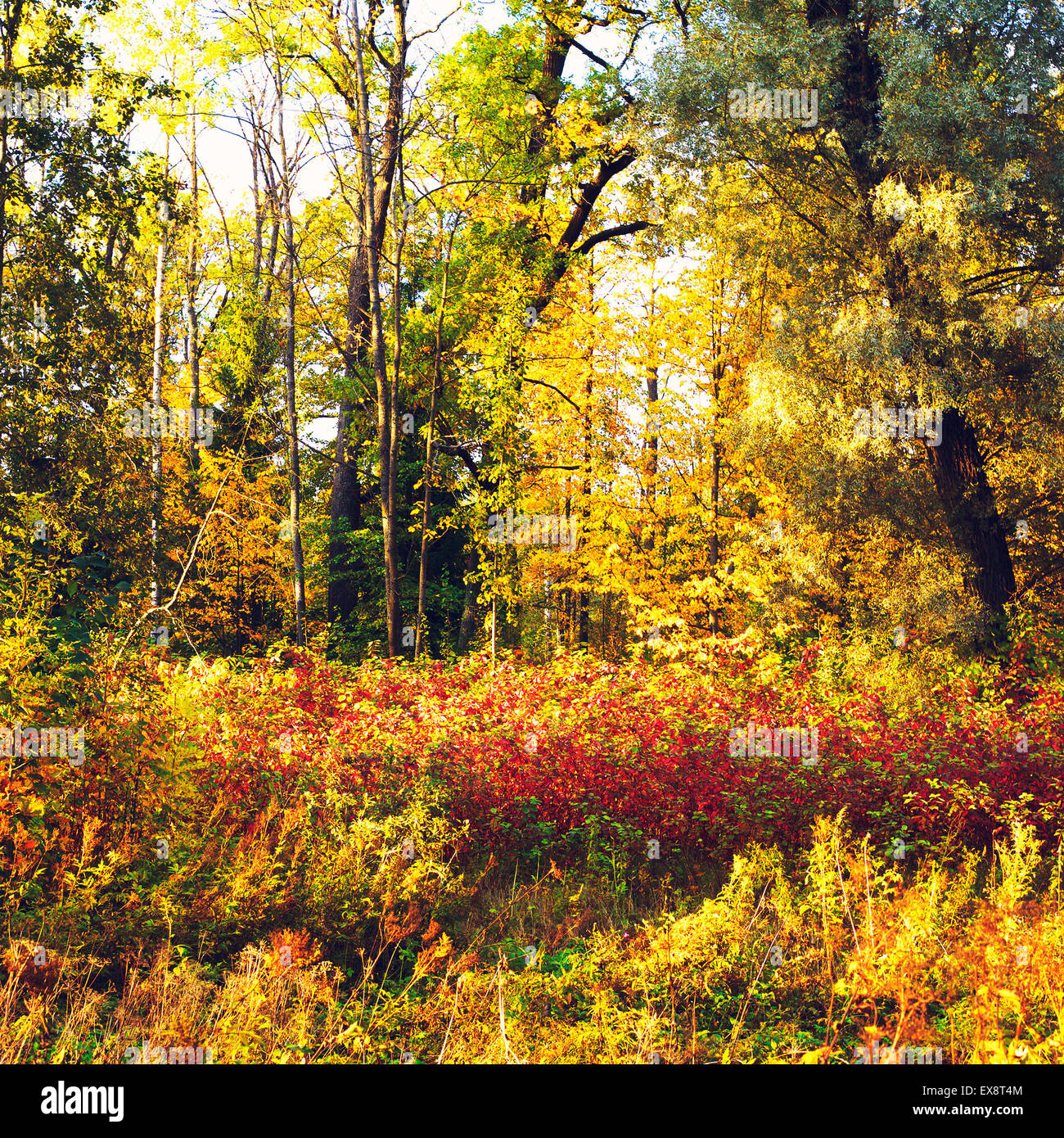 beautiful autumn mixed forest at sunny day Stock Photo - Alamy