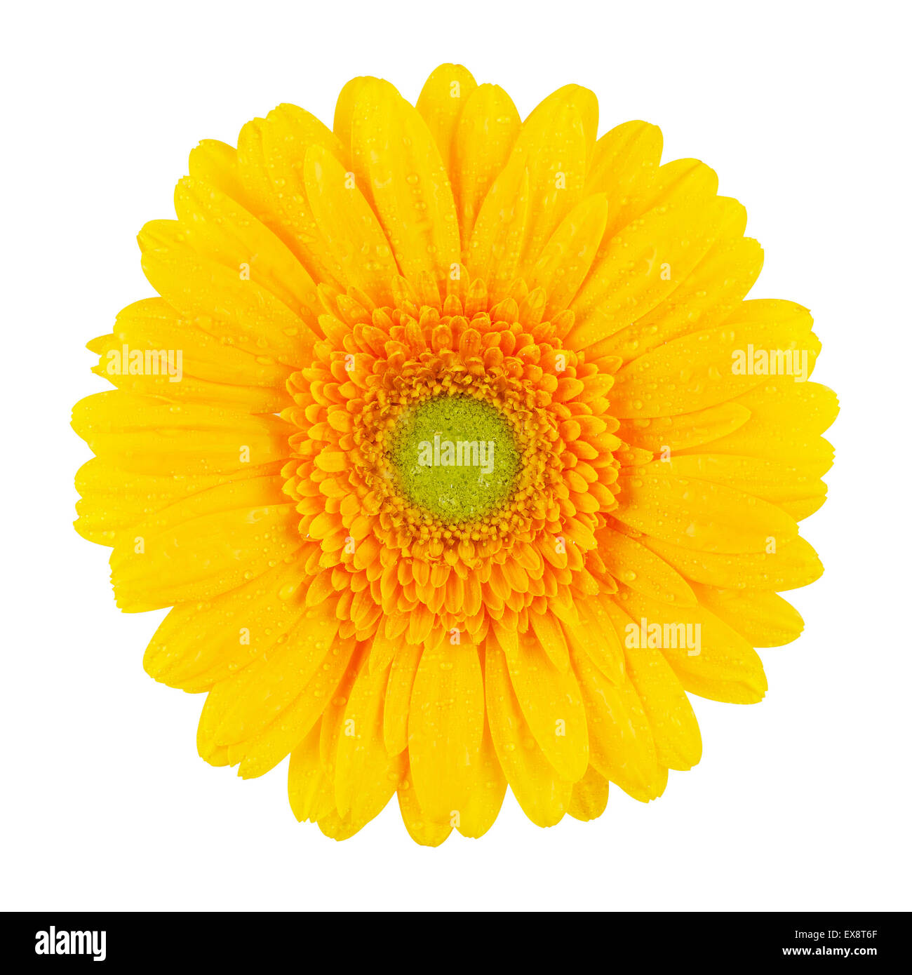 beautiful yellow gerbera flower, isolated on white Stock Photo - Alamy
