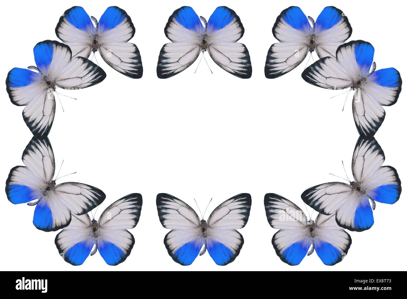Beautiful male Orange Gull Butterfly (Cepora iudith) in process color ...