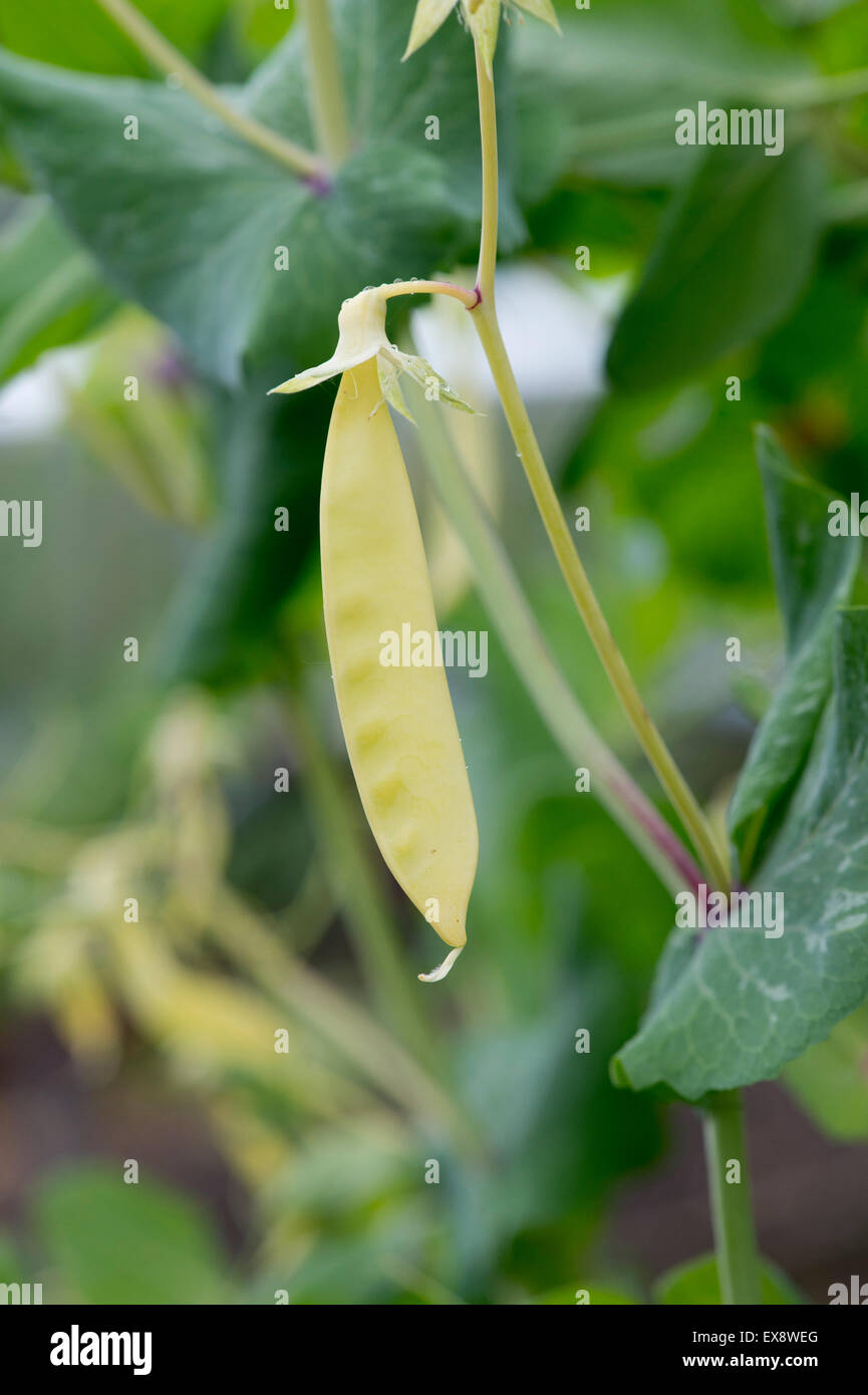 Mangetout pods hi-res stock photography and images - Alamy
