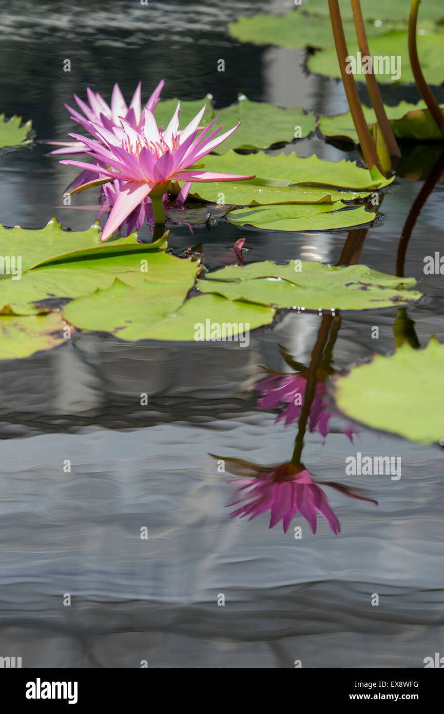 Nymphaea pubescens. Pink Water Lilies Stock Photo - Alamy
