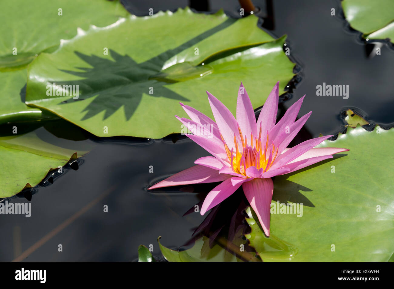 Nymphaea pubescens. Pink Water Lilies Stock Photo - Alamy