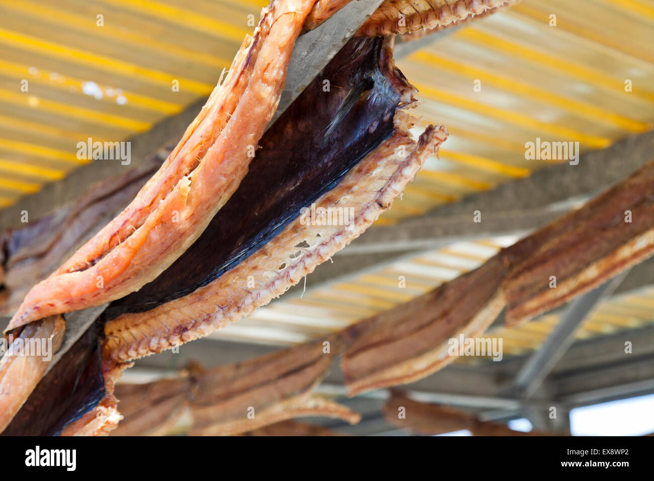 Snoek fish hi-res stock photography and images - Alamy