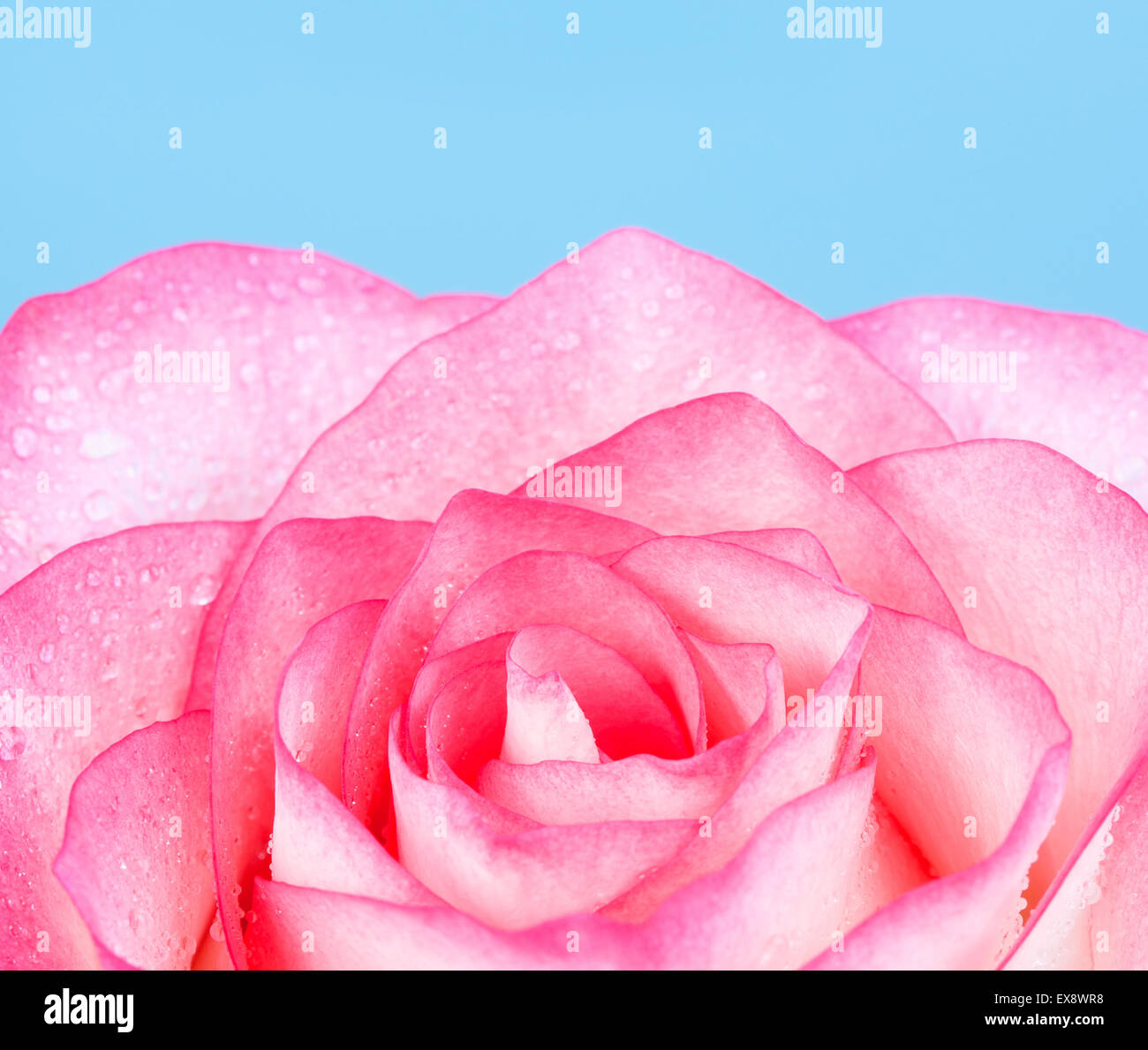 fresh pink rose flower, on blue background Stock Photo - Alamy