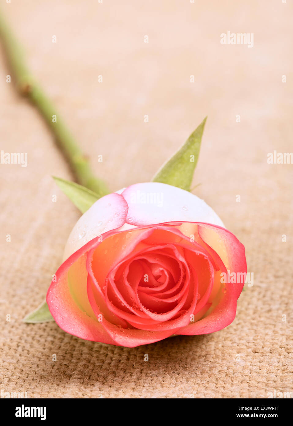 pink rose flower, lying on canvas table Stock Photo - Alamy