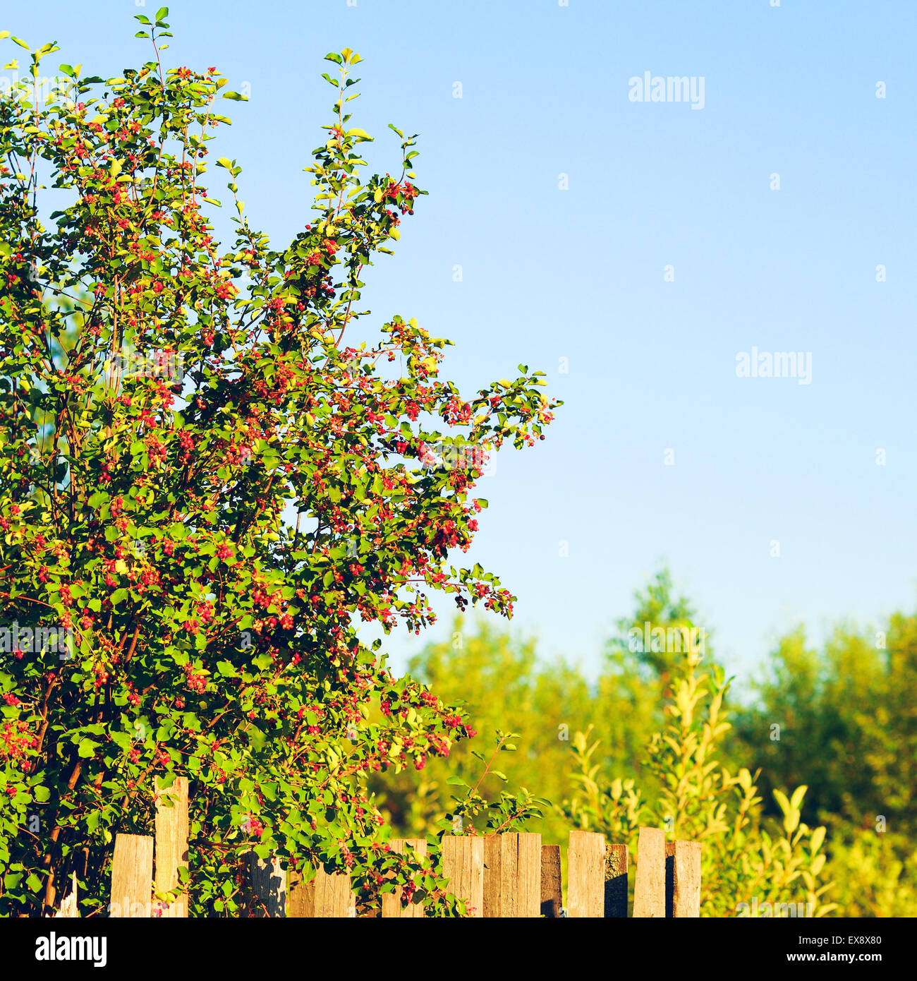 old wooden fence and berry bushes at summer day Stock Photo - Alamy