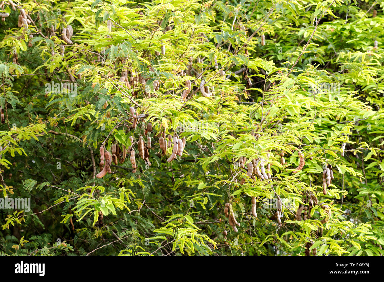 Tamarind tree hi-res stock photography and images - Alamy
