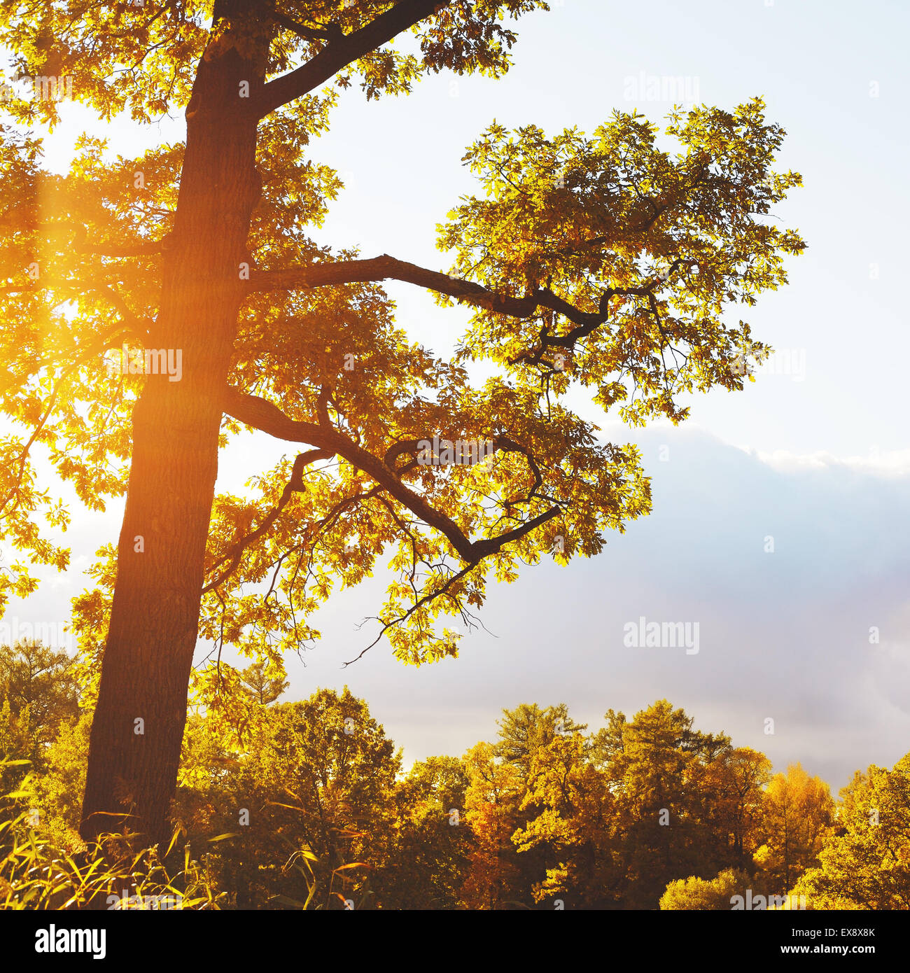 beautiful autumn oak tree at sunny day Stock Photo - Alamy