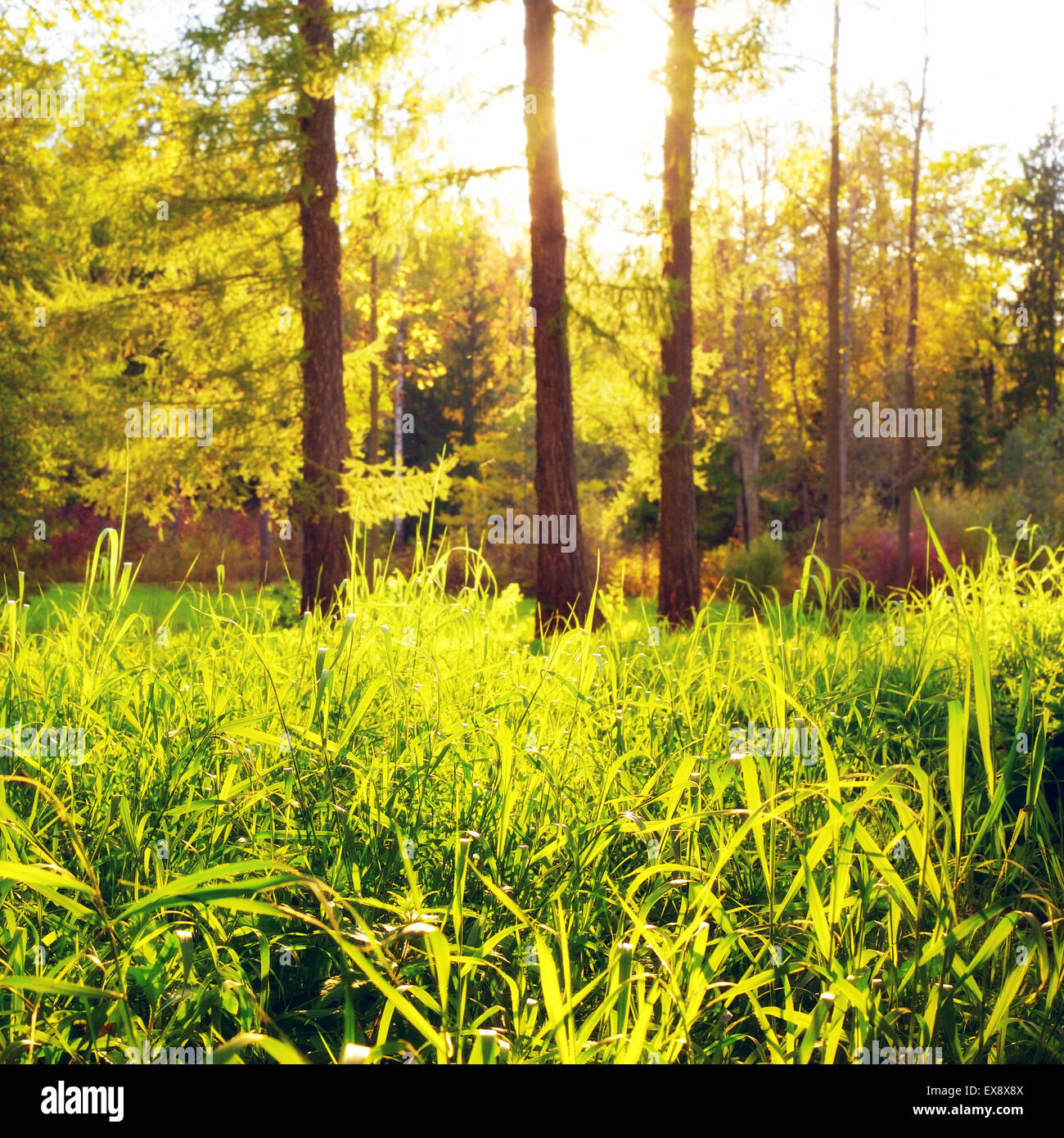 green sunlit glade in forest with high grass at evening Stock Photo - Alamy