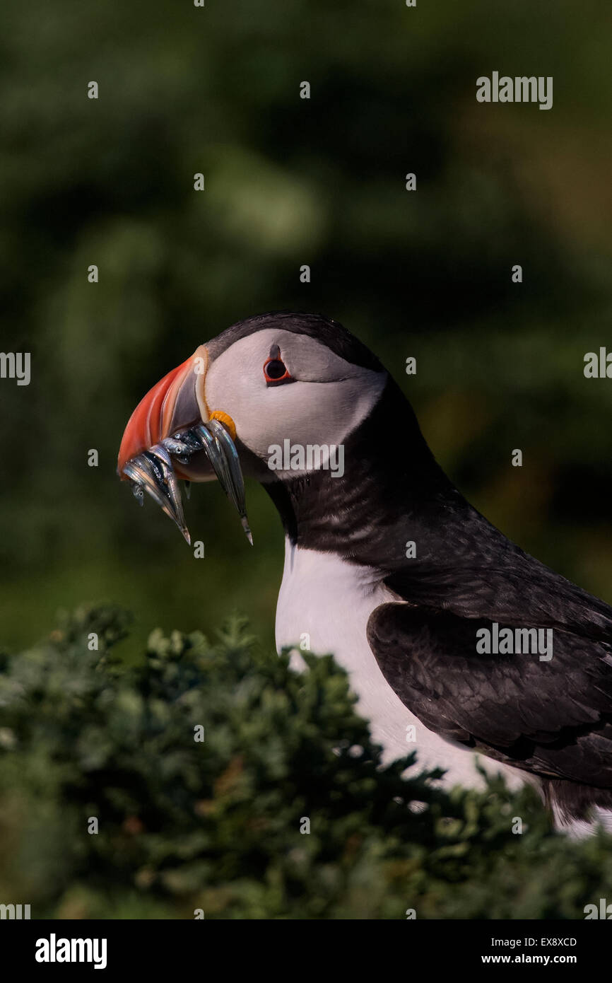 Young puffin chick hi-res stock photography and images - Alamy