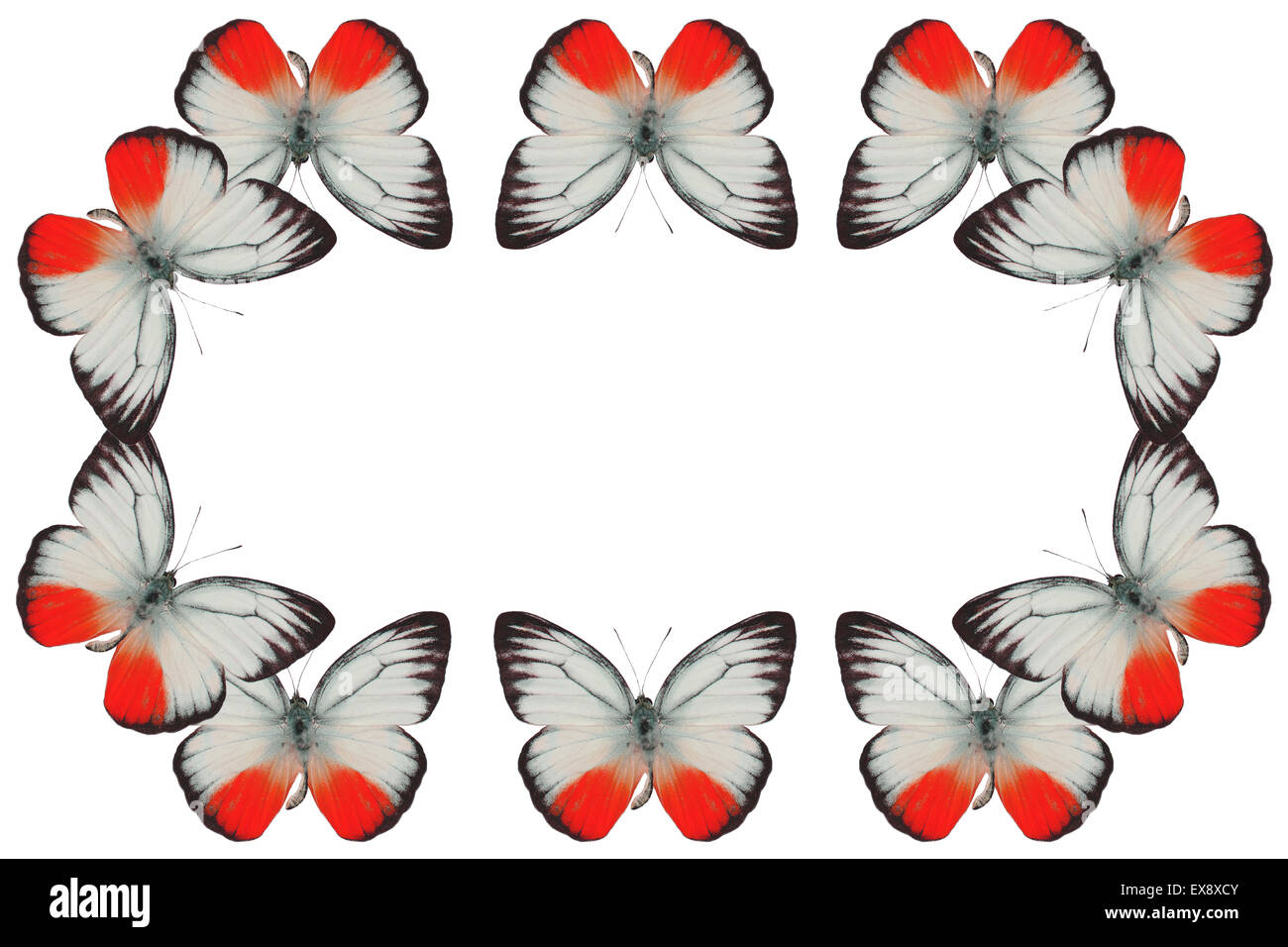Beautiful male Orange Gull Butterfly (Cepora iudith) in process color ...