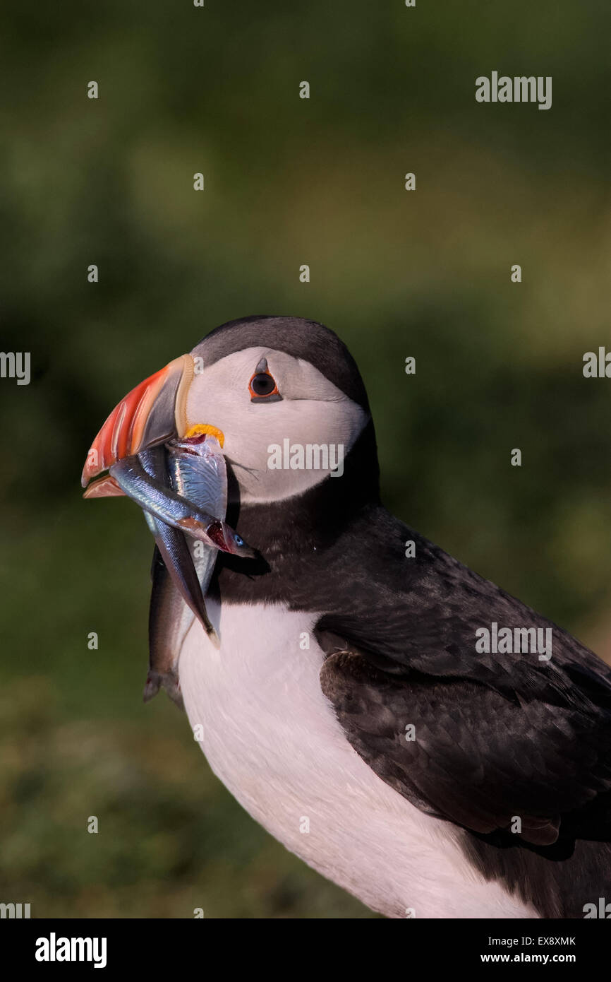 Atlantic puffin fish chick hi-res stock photography and images - Alamy