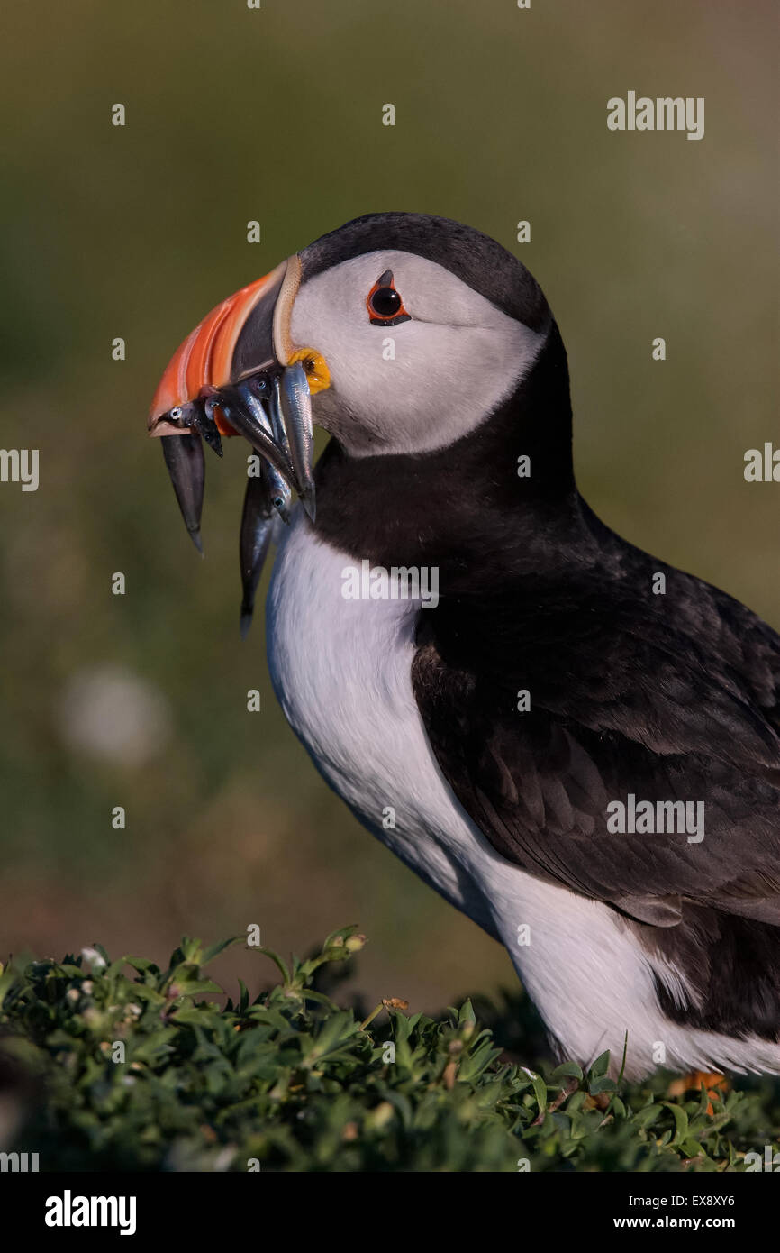 Young puffin chick hi-res stock photography and images - Alamy